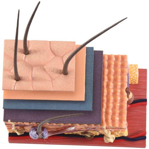 Shop Generic 4D Human Skin Model Hair Organs Assembling Puzzle Model ...
