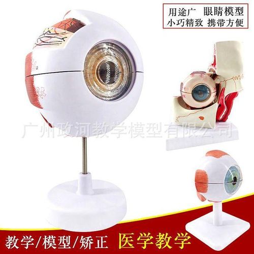 Shop Generic Human eyeball model 6 times magnified eyeball model facial ...